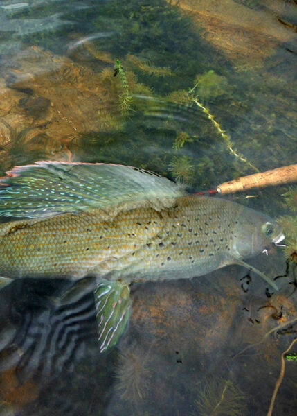 Wollaston Lake Lodge | Northern Saskatchewan | About the Fish