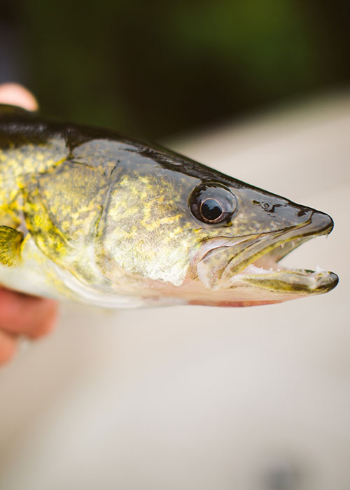 Wollaston Lake Lodge | Northern Saskatchewan | About the Fish